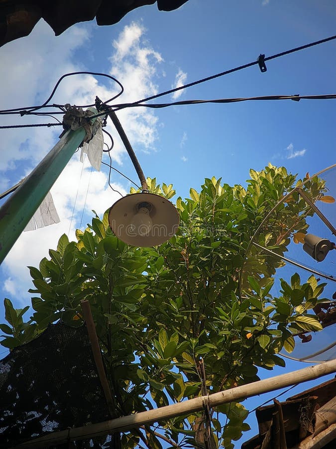 Lamp post next to tree stock photo. Image of tree, post - 342572358