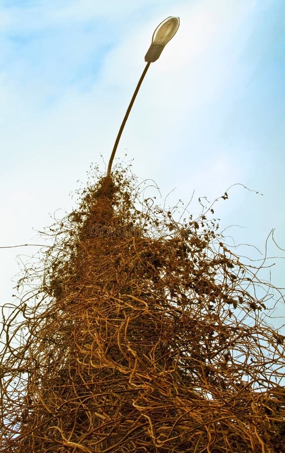 Lamp post stock photo. Image of brush, bulb, light, close - 149277518