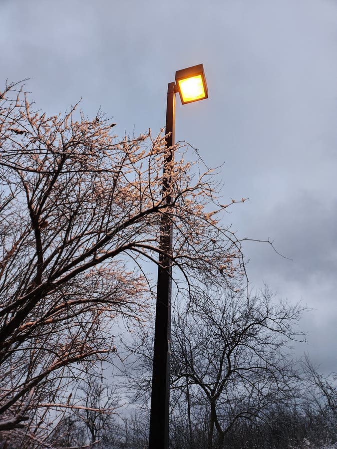 Lamp Post and a Tree Branch with Snow Stock Photo - Image of morning ...