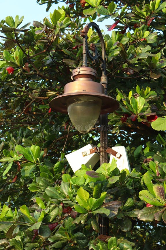 Lamp post in tree at park stock photo. Image of place - 234764240
