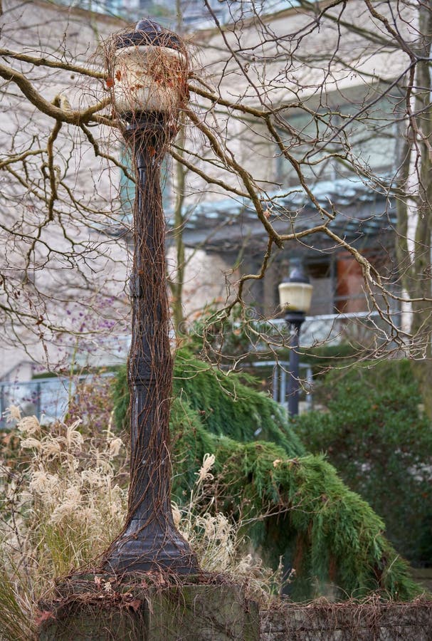 Lamp Post and Vines stock image. Image of courtyard - 182869467