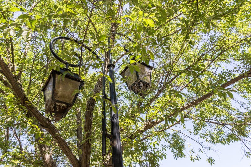 Lamp Posts into the Trees . Street Light in Front of Trees Stock Photo ...