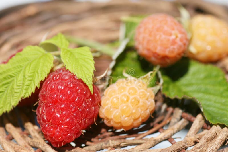 Lampone fotografia stock. Immagine di fresco, rosso, frutta - 13041522