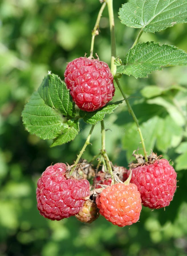 Lampone fotografia stock. Immagine di sugoso, gusto, lampone - 5849520