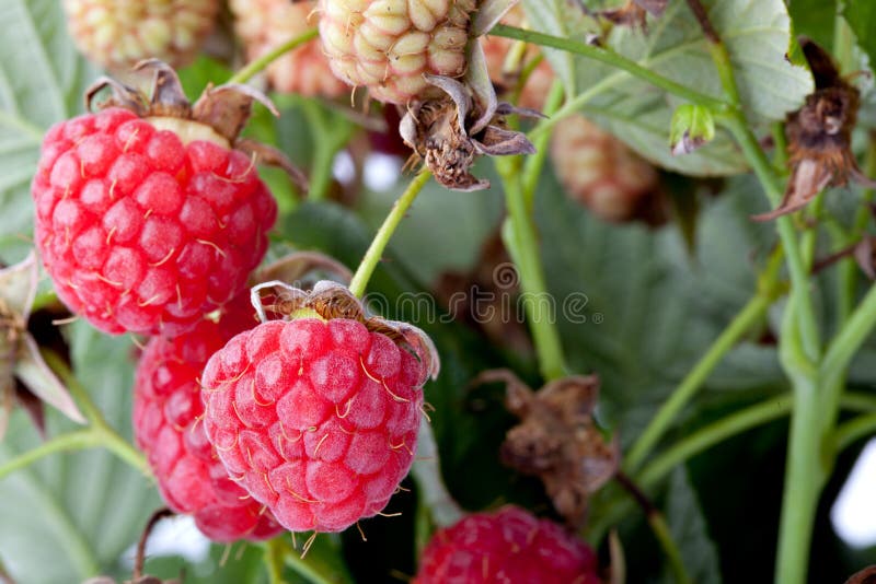 Lamponi immagine stock. Immagine di lampone, sano, bacca - 34729233