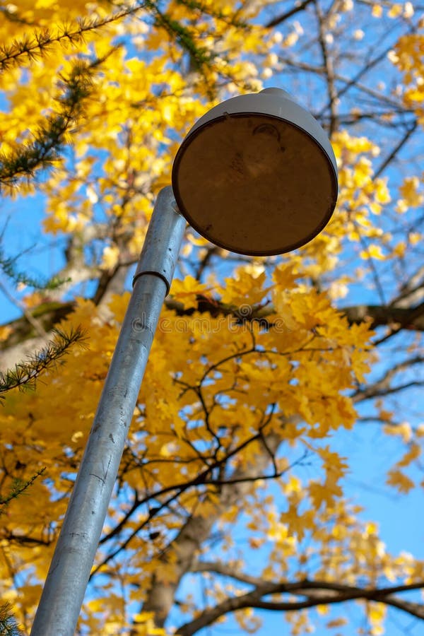 Lamppost on the Background of Autumn Trees. Stock Image - Image of ...
