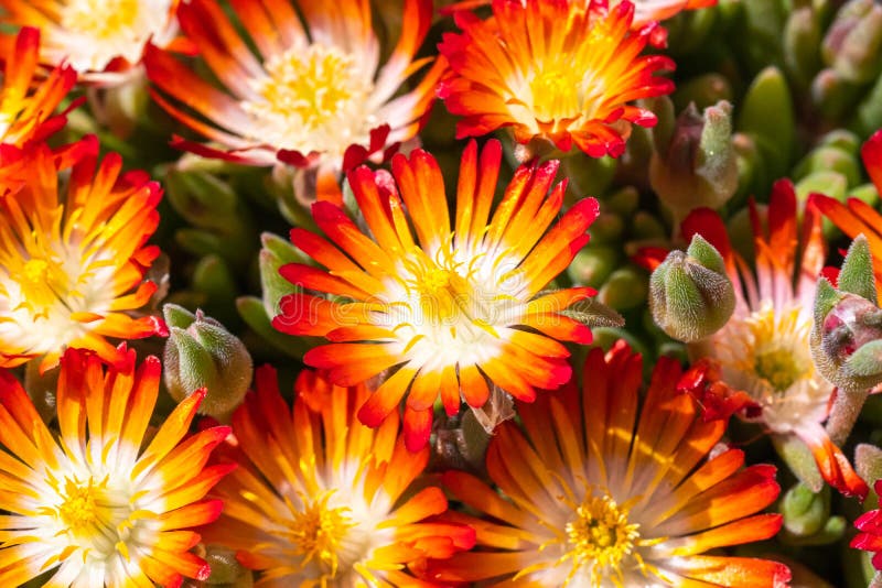 Lampranthus with Its Orange Blossoms Open Stock Photo - Image of ...