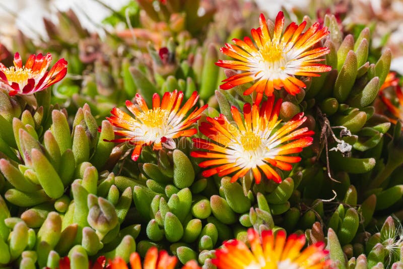Lampranthus with Its Orange Blossoms Open Stock Image - Image of ...