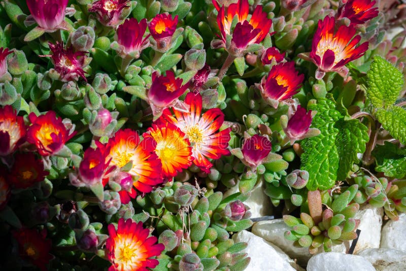 Lampranthus with Its Orange Blossoms Open Stock Photo - Image of mesem ...