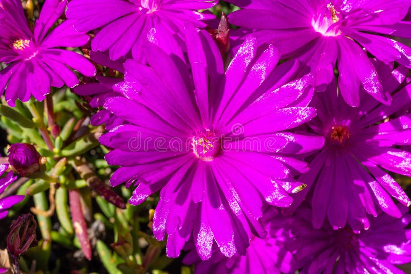 Lampranthus with Its Pink Blossoms Open Stock Photo - Image of botany ...