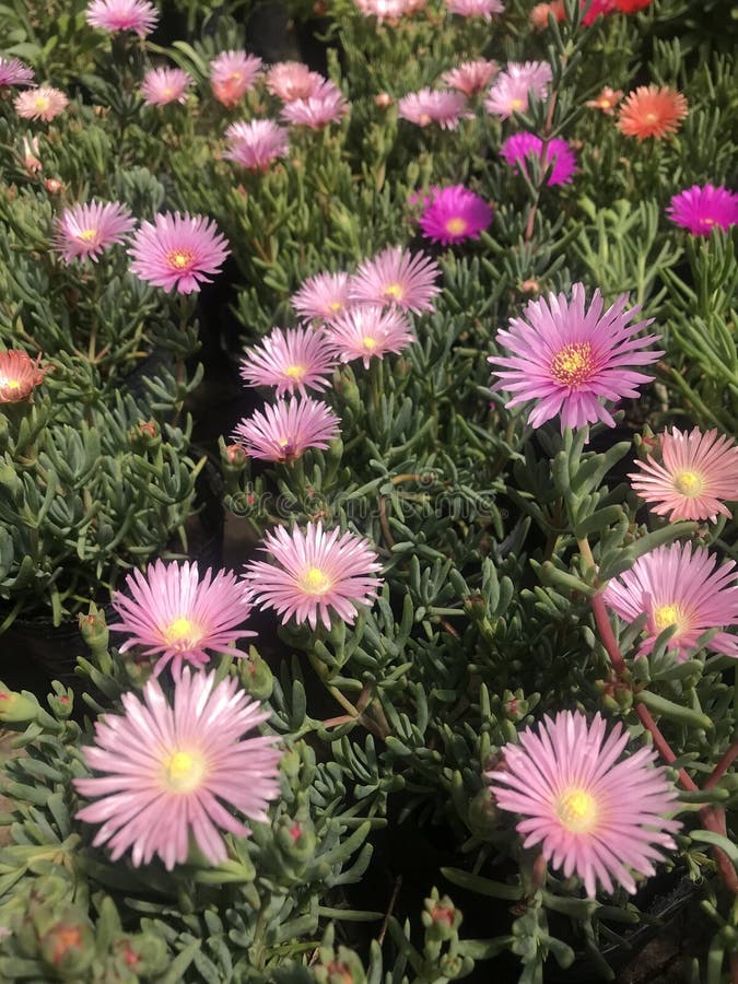 Lampranthus Multiradiatus. Sunbeams Blooming in the Garden Stock Image ...