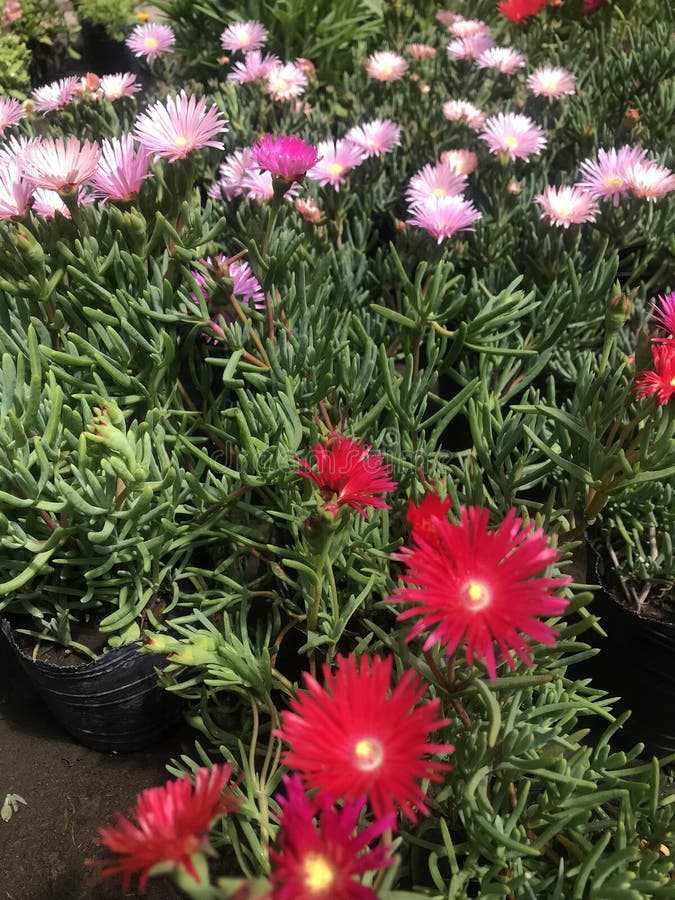 Lampranthus Multiradiatus. Sunbeams Blooming in the Garden Stock Photo ...