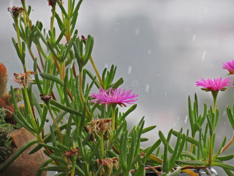 Lampranthus productus imagen de archivo. Imagen de lugar - 85604009
