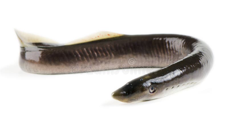 Lamprea foto de archivo. Imagen de placa, pescados, lamprea - 27738326