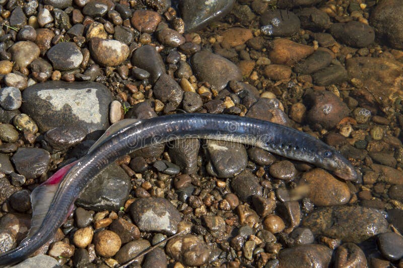 Lamprey fish in the grass stock image. Image of nature - 249799289