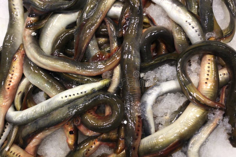 Poissons de lamproie photo stock. Image du lamproie, poissons - 42972000