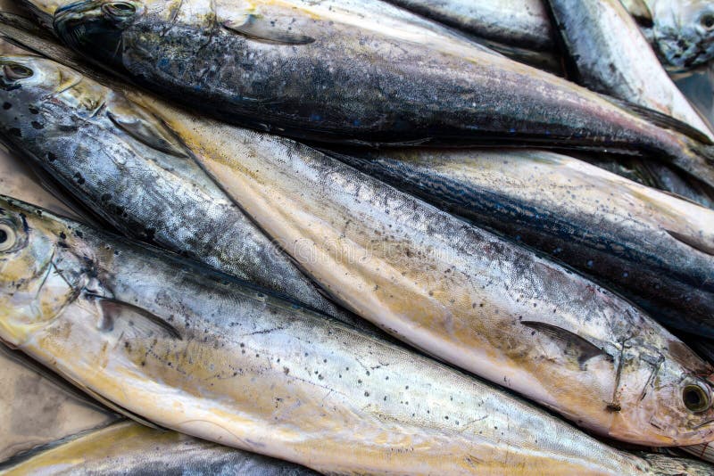 Lampuki image stock. Image du attrait, marché, tropical - 37576019