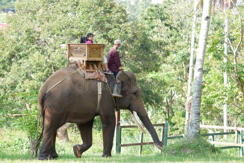 Elephant Carrying Tree Stock Photos - Free & Royalty-Free Stock Photos ...
