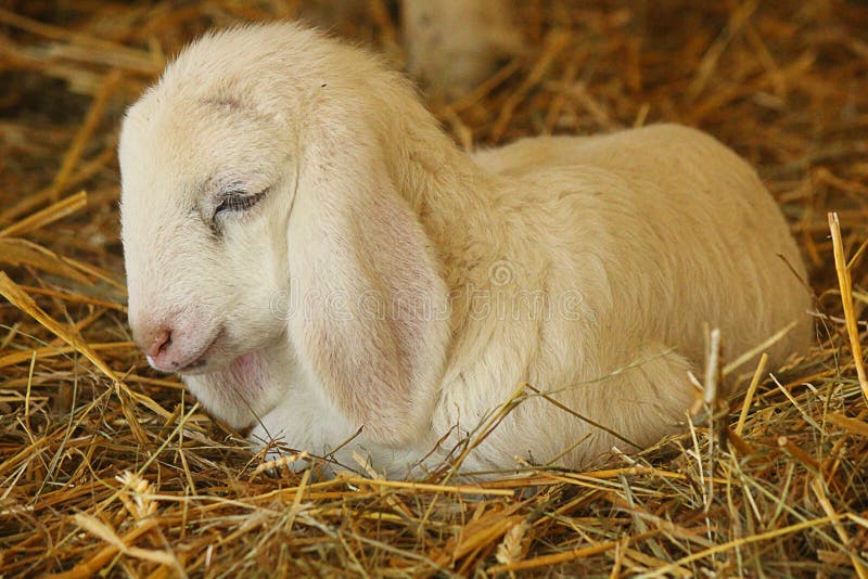 Lamsslaap in het stro stock foto. Image of rammen, dier - 62094914
