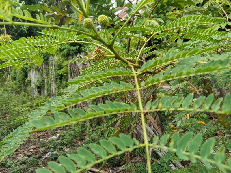 The Lamtoro Tree (Leucaena Leucocephala) is a Type of Shrub that ...