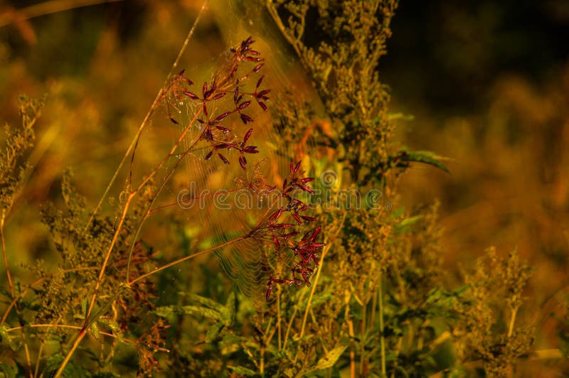 LAN spider (spider web) stock image. Image of hunting - 40809119