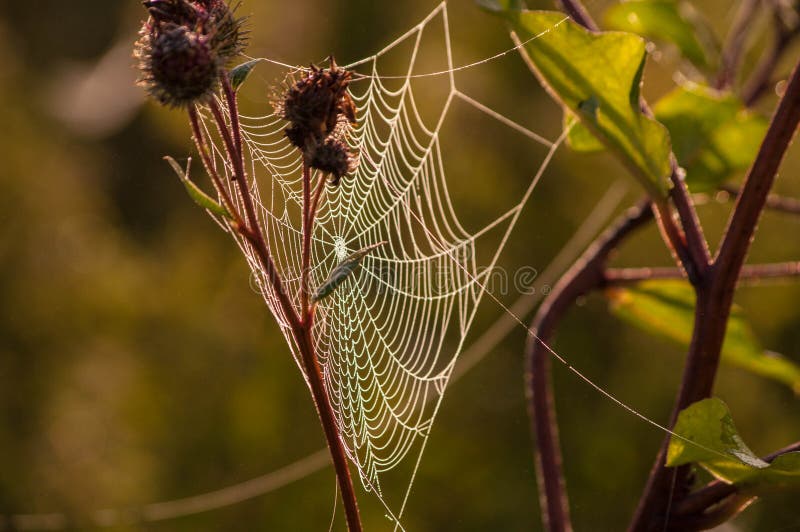 LAN spider (spider web) stock photo. Image of nature - 40809128
