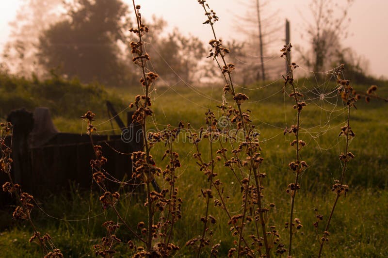LAN spider (spider web) stock image. Image of strick - 40809175
