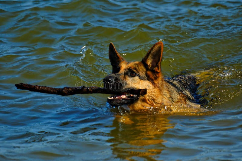 Lana stock image. Image of baltic, dogs, german, mammal - 10240525