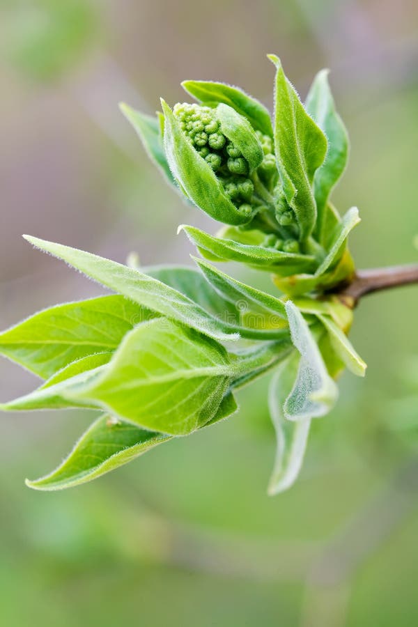 Lanate close-up leaf stock image. Image of lanate, floral - 8113517
