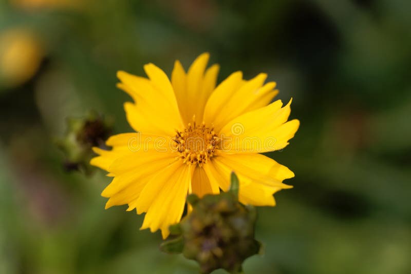 Lance-leaved Coreopsis Flower, Coreopsis Lanceolata Stock Image - Image ...