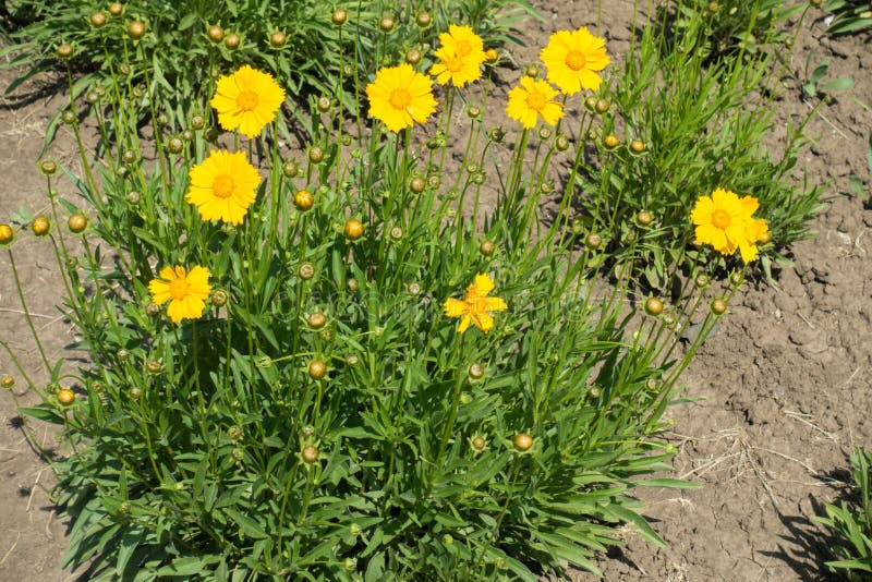 Lance Leaved Coreopsis in Full Bloom in May Stock Image - Image of ...