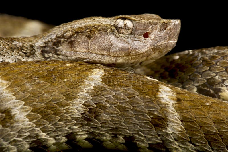 Lancehead Bothrops atrox stock image. Image of snake - 246179675