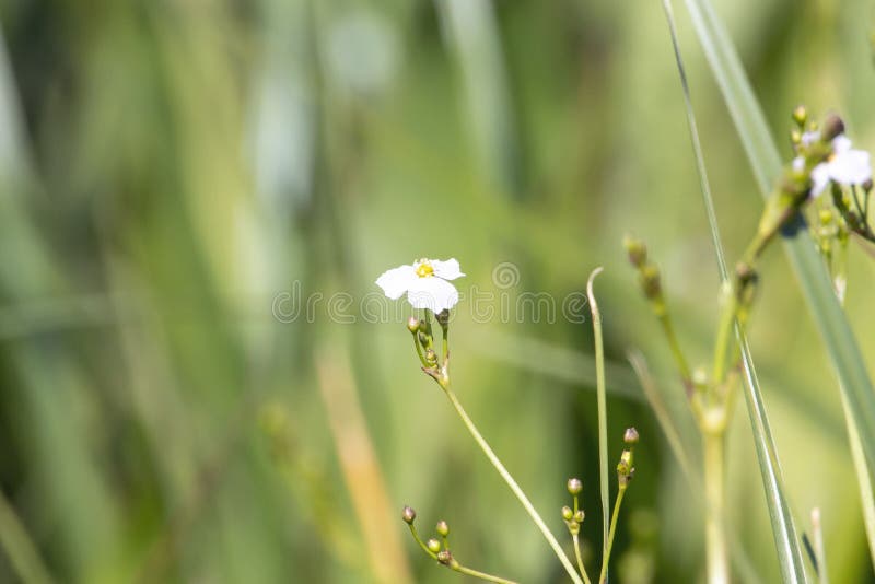 Lanceleaf Water Plantain Flower, Alisma Lanceolatum Stock Photo - Image ...
