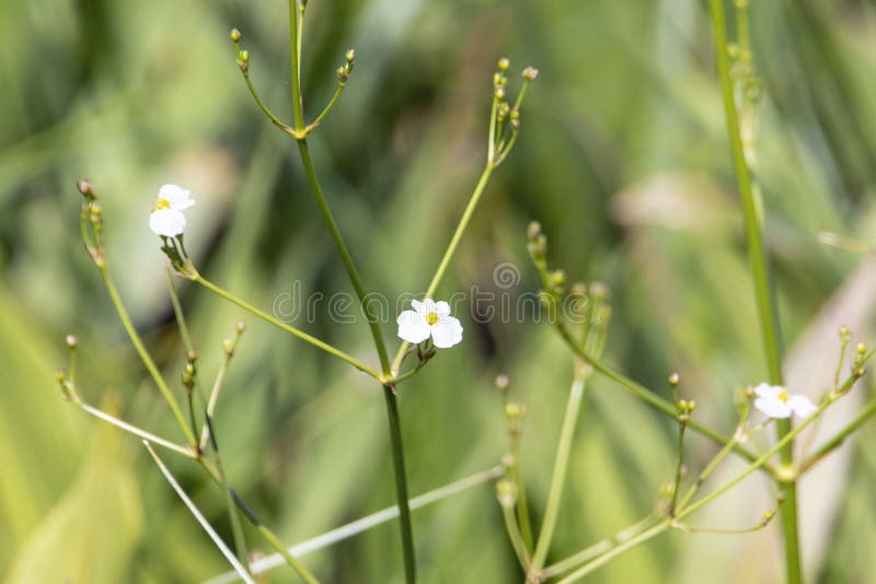 Lanceleaf Water Plantain Flower, Alisma Lanceolatum Stock Photo - Image ...