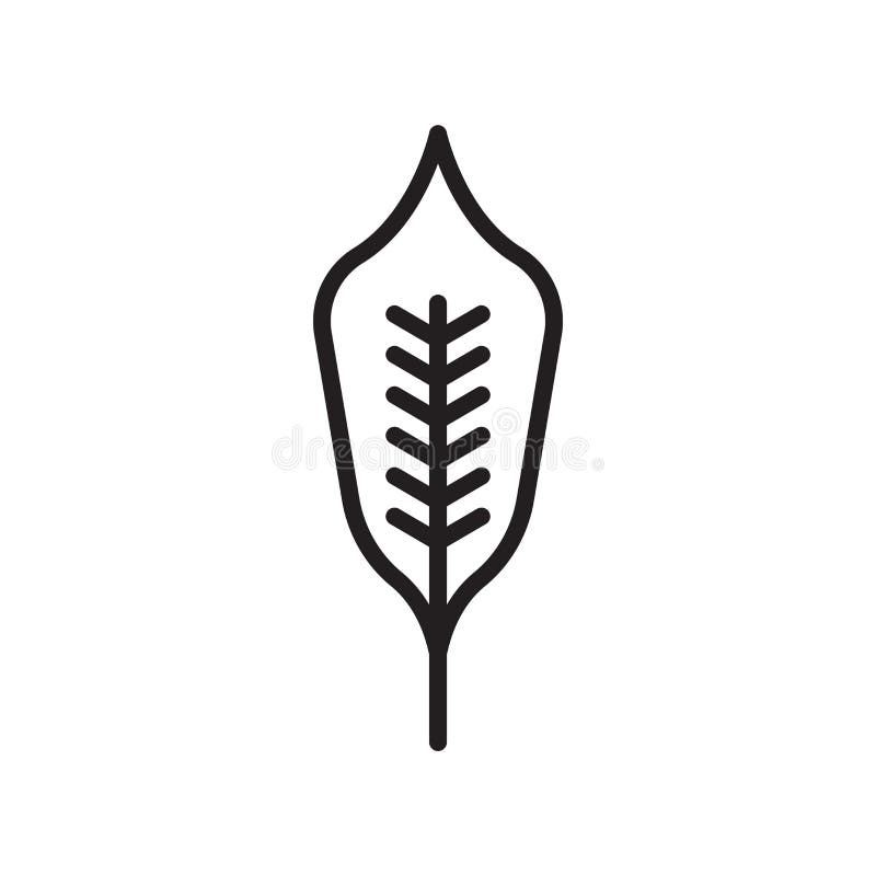 Lanceolate Icon Vector Sign and Symbol Isolated on White Background ...