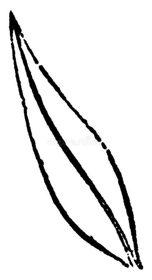 Lanceolate Leaf Vintage Illustration Stock Vector - Illustration of ...