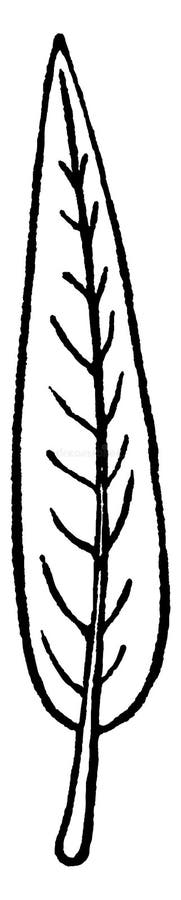 Lamina Leaf Stock Illustrations – 101 Lamina Leaf Stock Illustrations ...