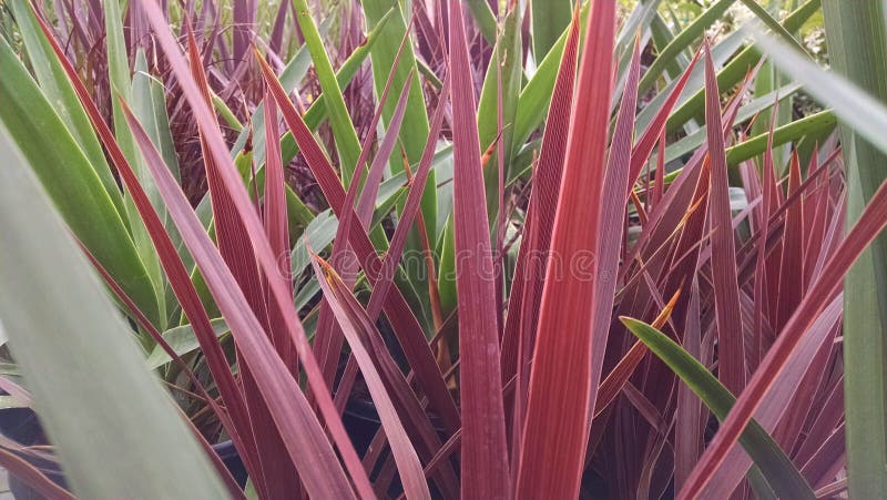 Lanceolate leaves stock photo. Image of lanceolate, african - 71515464