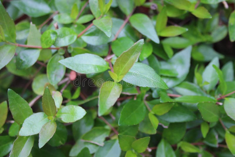 Lanceolate Leaves on Vine Plants Stock Photo - Image of fruit, light ...
