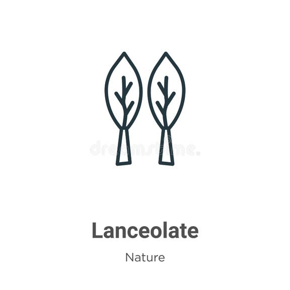 Lanceolate Outline Vector Icon. Thin Line Black Lanceolate Icon, Flat ...