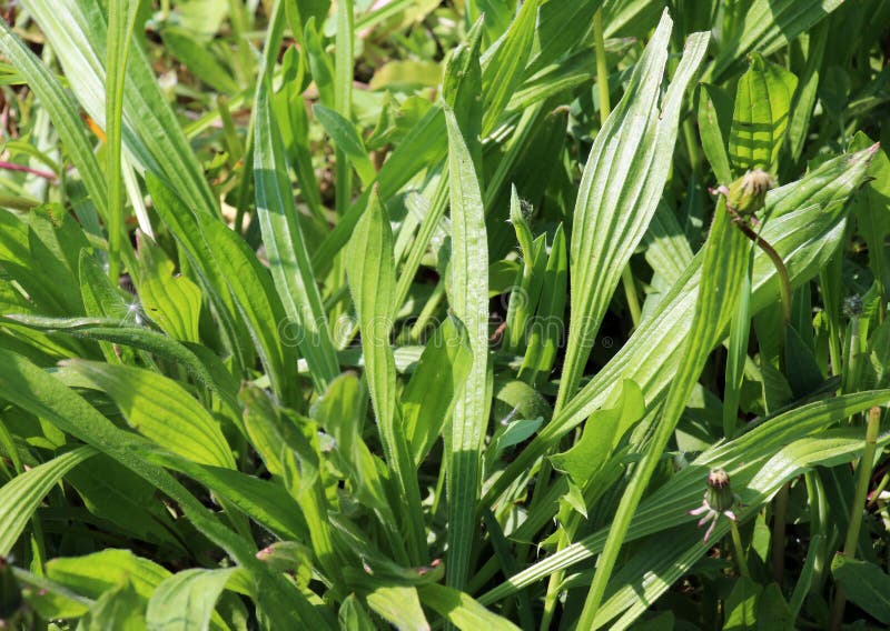 Lanceolate Plantain, Plantago Lanceolata Grows in Nature Stock Photo ...