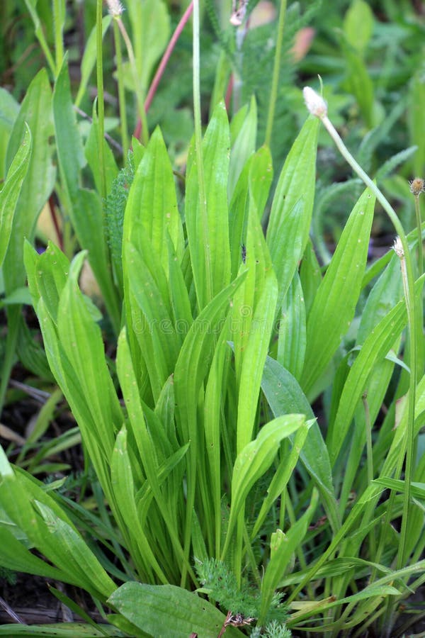 Lanceolate Plantain, Plantago Lanceolata Grows in Nature Stock Photo ...