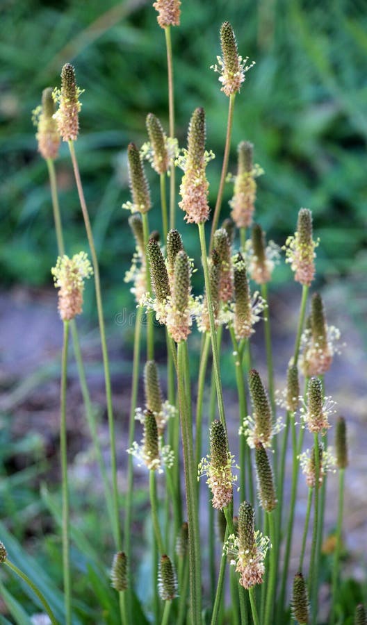 Lanceolate Plantain, Plantago Lanceolata Grows in Nature Stock Image ...