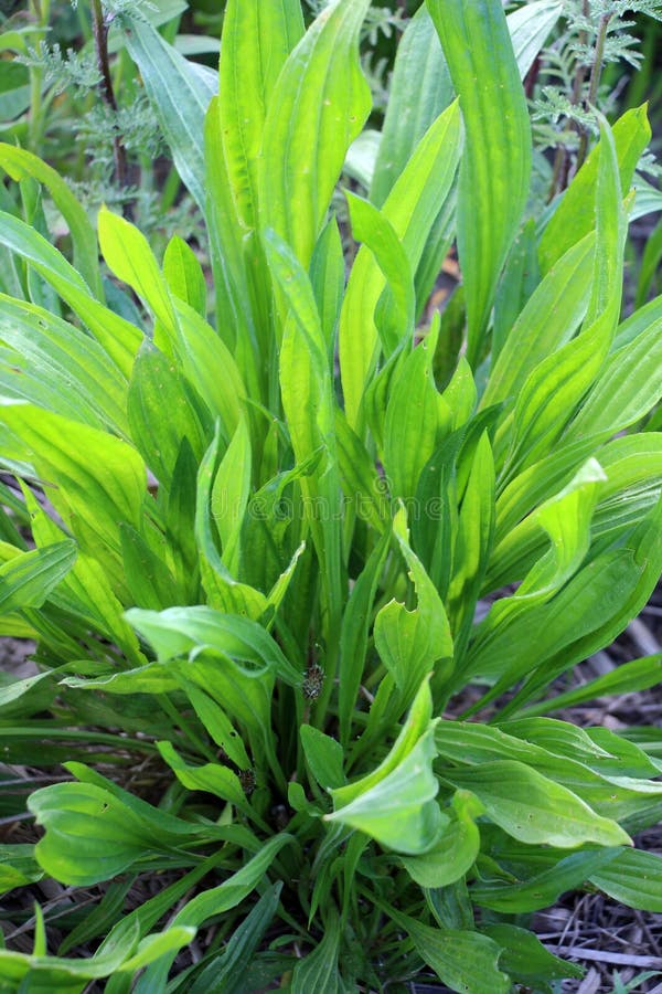 Lanceolate Plantain, Plantago Lanceolata Grows in Nature Stock Image ...