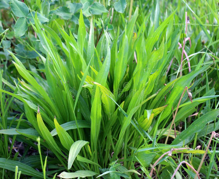 Lanceolate Plantain, Plantago Lanceolata Grows in Nature Stock Image ...