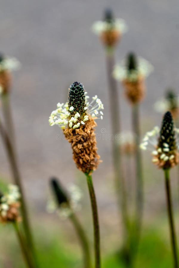 Lanceolate Plantain, Useful Plant in Case of Respiratory Problems ...