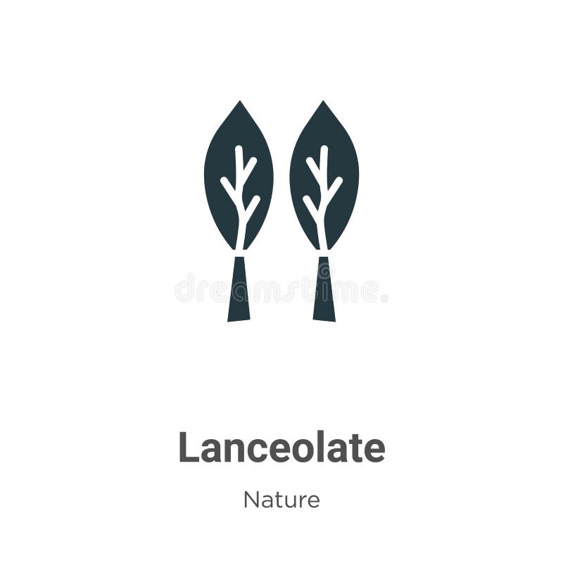 Lanceolate Vector Icon on White Background. Flat Vector Lanceolate Icon ...
