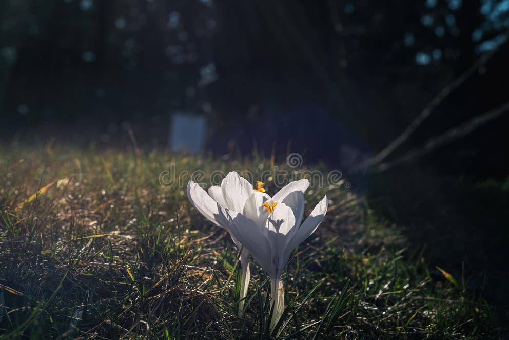 Crosus stock image. Image of natural, plant, lovely - 243905729