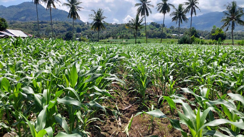 669 Conventional Agriculture Stock Photos - Free & Royalty-Free Stock ...