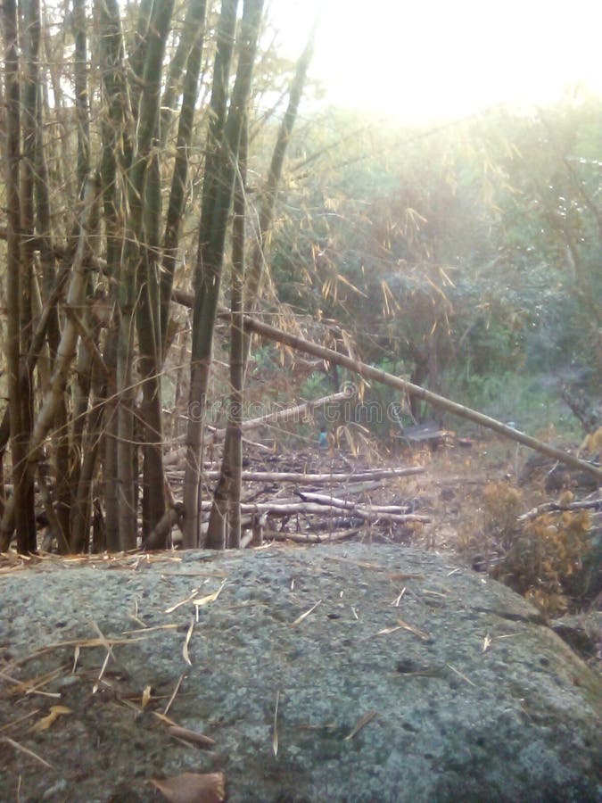 Land of bambo stock photo. Image of stream, autumn, swamp - 182813558